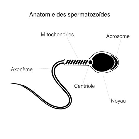 Spermogramme Déroulement Et Précautions à Prendre