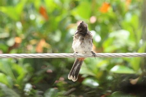 Spatz Vogel Kostenloses Foto Auf Pixabay Pixabay