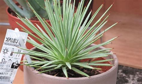 Cómo cultivar el agave y detalles que no conocías de esta planta