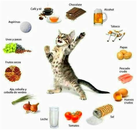 Alimentacion De Los Gatos Segun Su Edad