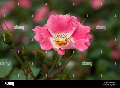 Beautiful Pink Rose Stock Photo Alamy