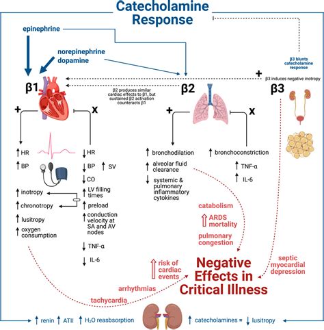 Alpha Beta Adrenergic Receptors Chart