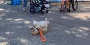 Le chien refuse de quitter le parc Sa méthode est infaillible et