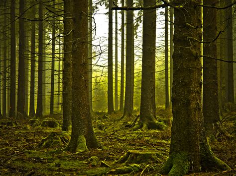 Hintergrundbilder Sonnenlicht Landschaft Wald Natur Gras Holz
