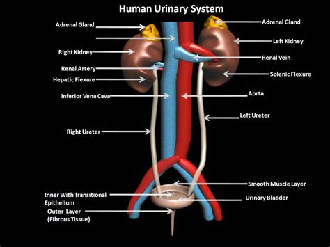 Urinary System Diagram Labelled How To Draw A Human Urinary