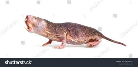 Naked Molerat Hairless Rat Heterocephalus Glaber Stock Photo