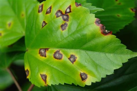 Manchas En Las Hojas De Las Plantas Cómo Solucionarlo