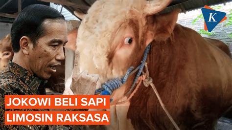 Jokowi Beli Sapi Limosin Raksasa Dari Kapolsek Di Sragen Untuk Hewan