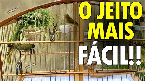 Como fazer a fêmea aceita o coleiro ou papa capim YouTube