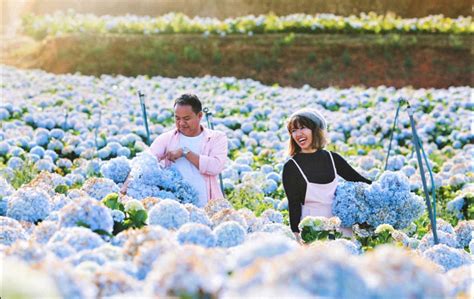 Kinh nghiệm tham quan vườn hoa cẩm tú cầu Đà Lạt Chia Sẻ Kinh Nghiệm