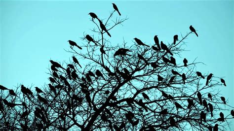 Birds Singing In The Morning The Relaxing Sound Of Natural Chirping