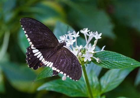 16 Spiritual Meanings When You See A Black Butterfly