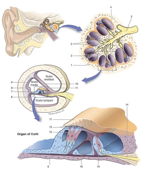 Diagram Of Cochlea Diagram Quizlet