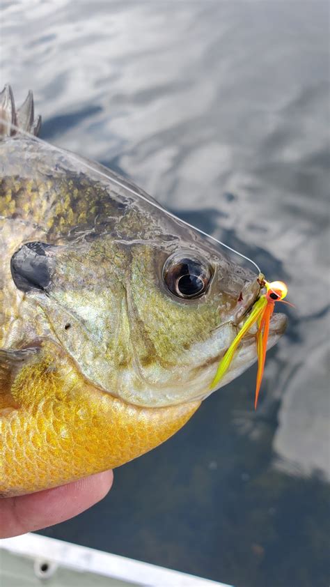 Spring Panfish Must Have Fishing Tackle Northland Fishing Tackle