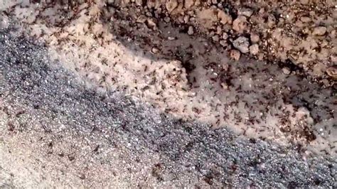 FIRE ANTS YouTube