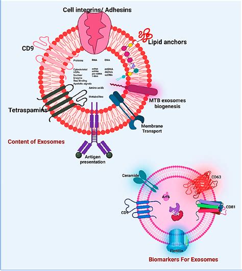 Exosome Based Smart Drug Delivery Tool For Cancer Theranostics ACS