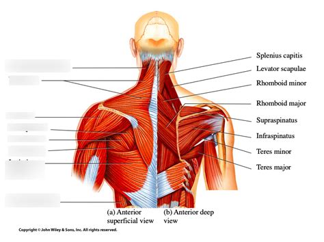 Posterior Torso Superficial Part Diagram Quizlet