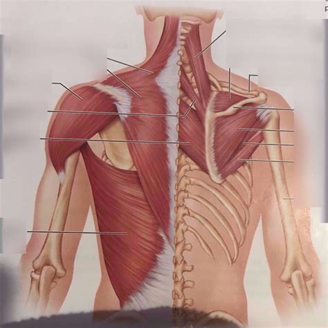 Figure Superficial Muscles Of The Thorax Shoulder Acting On The