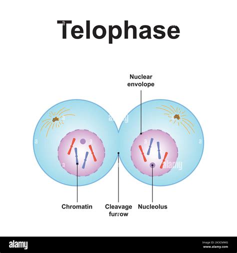 Conception Scientifique De La Telophase Le Dernier Stade De La Mitose