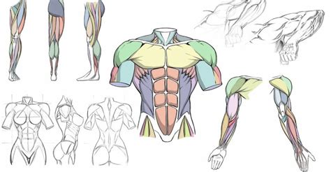 How To Draw Dynamic Anatomy Step By Step By Robert Marzullo