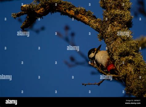 Grimpe sur un tronc d arbre Banque de photographies et dimages à haute