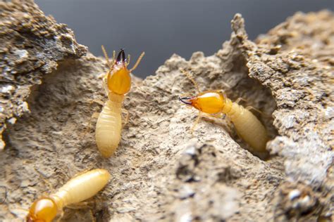How To Spot A Termite Infestation 2023 TMO Pest Control