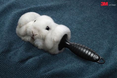 Discover More Than Blue Roller Rabbit Wallpaper In Coedo Vn