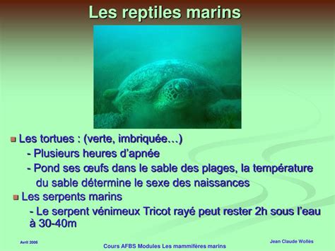PPT Mammifères marins PowerPoint Presentation free download ID 6067898