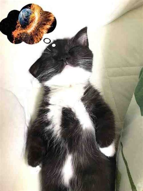 Pin By On Memes Moods Cute Cats Silly Cats Ugly Cat