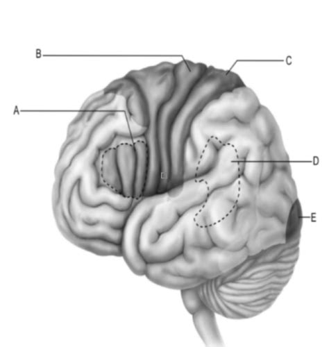 Anatomy Study Guide Chapters Flashcards Quizlet