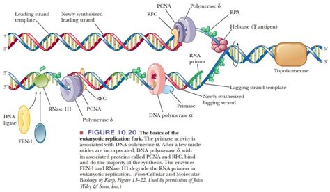 Eukaryotic Dna Replication