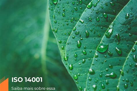 ISO 14001 Saiba mais sobre essa importante certificação e seu impacto