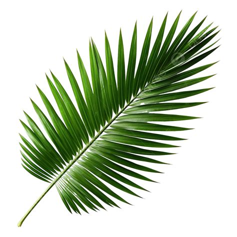 Folha De Palmeira Verde PNG Palma Folha Natureza PNG Imagem Para
