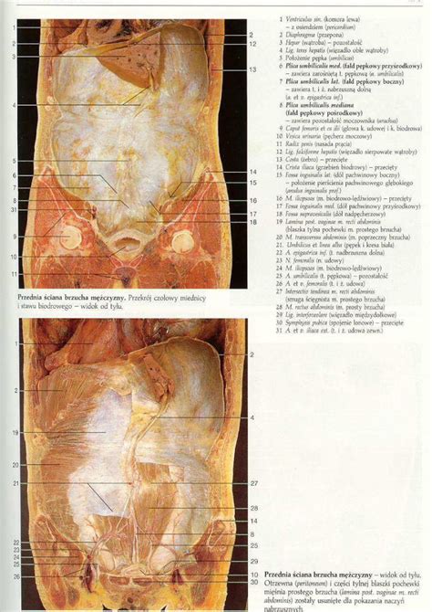 PDF Rochen J W Yokochi C Anatomia człowieka Atlas fotograficzny