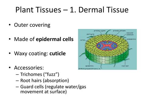 Dermal Tissue In Plants Plant Ideas