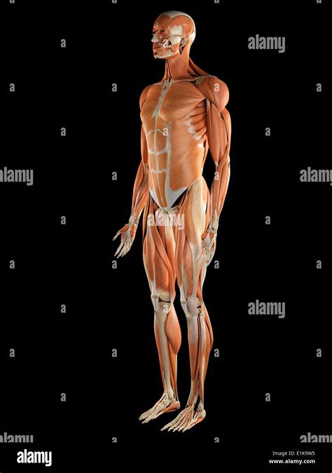 Anatomie Muskel Skelett Stockfotos Und Bilder Kaufen Alamy