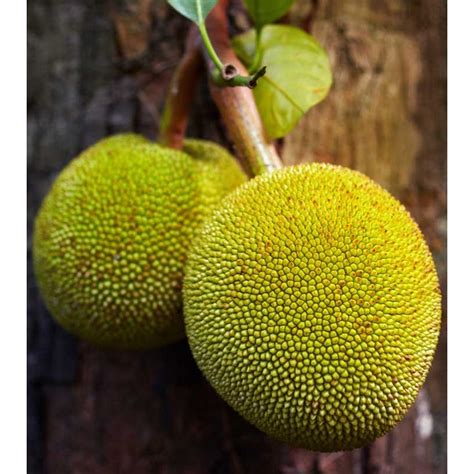 Jual Victory Seed Buah Kluwih Segar Isi 1 Buah Shopee Indonesia