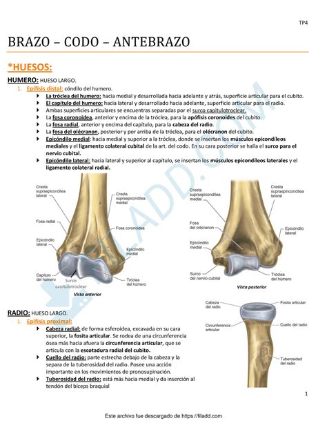 Resumen De Codo Y Antebrazo Anatomia Brazo Codo Antebrazo