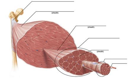 Skeletal Muscle Anatomy Diagram Quizlet