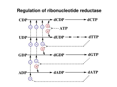PPT Chapter 8 Metabolism Of Nucleotides PowerPoint Presentation Free