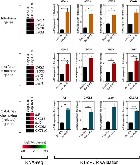 Frontiers Epstein Barr Virus BART Long Non Coding RNAs Function As