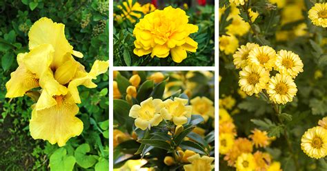 Yellow Flower Pictures With Names Best Flower Site