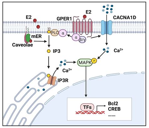 Calcium And Ip3 In Signaling Pathways