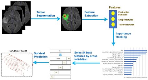 Frontiers Brain Tumor Segmentation And Survival Prediction Using