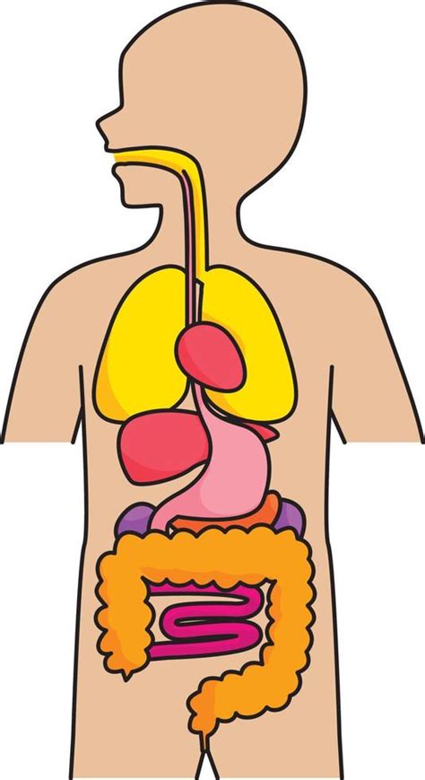 Organos Del Cuerpo Humano Cheap Dealers Gbu Taganskij Ru