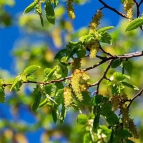 Descubre Los Beneficios De La Flor De Bach Hornbeam En Tu Vida Anna Casas