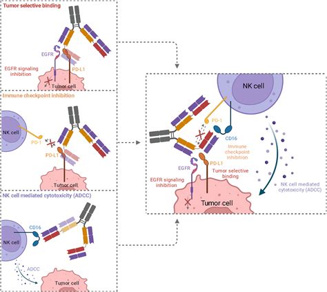 Frontiers Generation Of A Symmetrical Trispecific NK Cell Engager