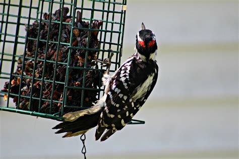 Specht Haariger Vogel Kostenloses Foto Auf Pixabay