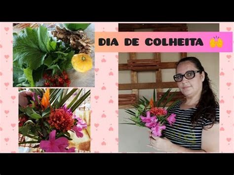 DIA DE COLHEITA YouTube
