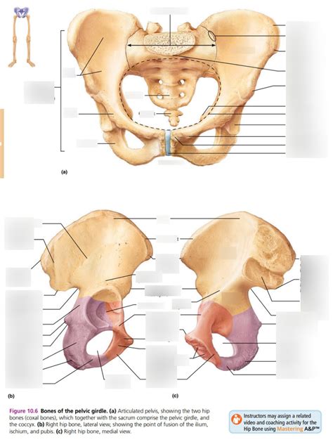 Pelvic Girdle Diagram Quizlet